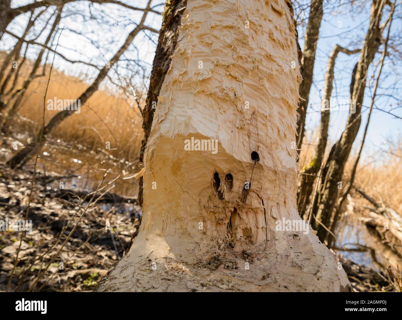 Beaver - Castor fiber - gnawed the trunk of an old tree. Traces of ...
