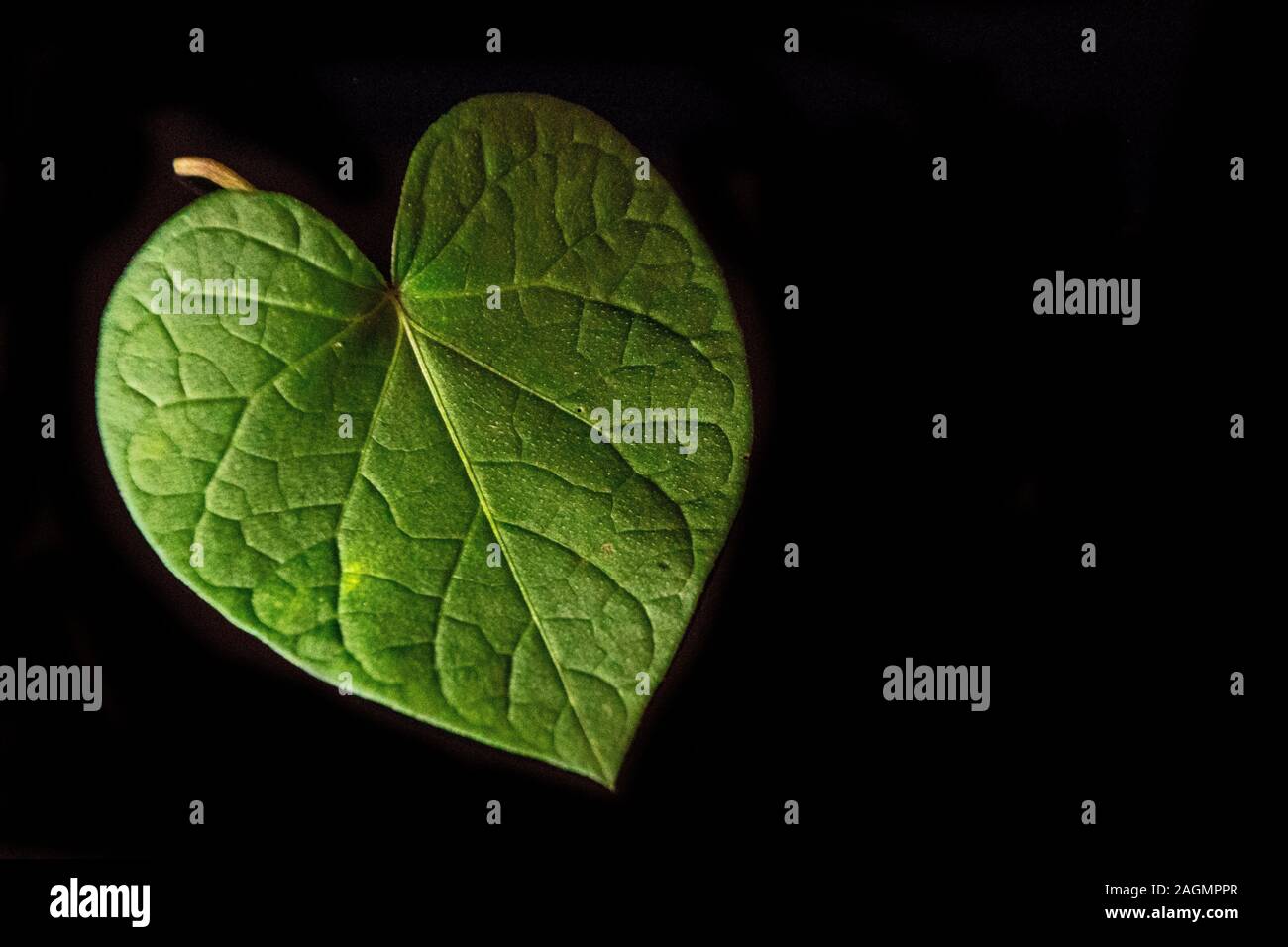 Heart shape vine leaf hi-res stock photography and images - Alamy