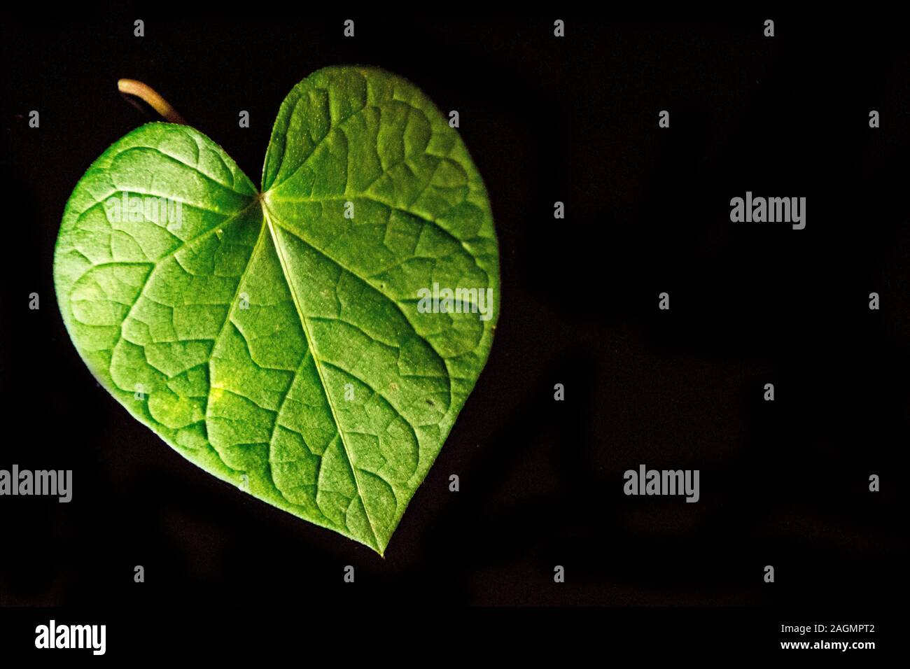 A leaf shaped like a heart Stock Photo - Alamy