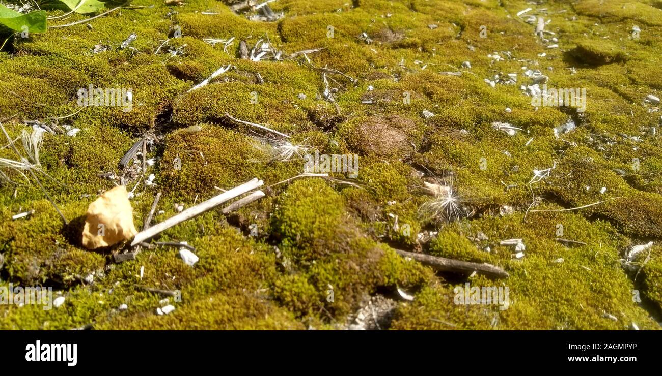 Mossy forest soil spring hi-res stock photography and images - Alamy