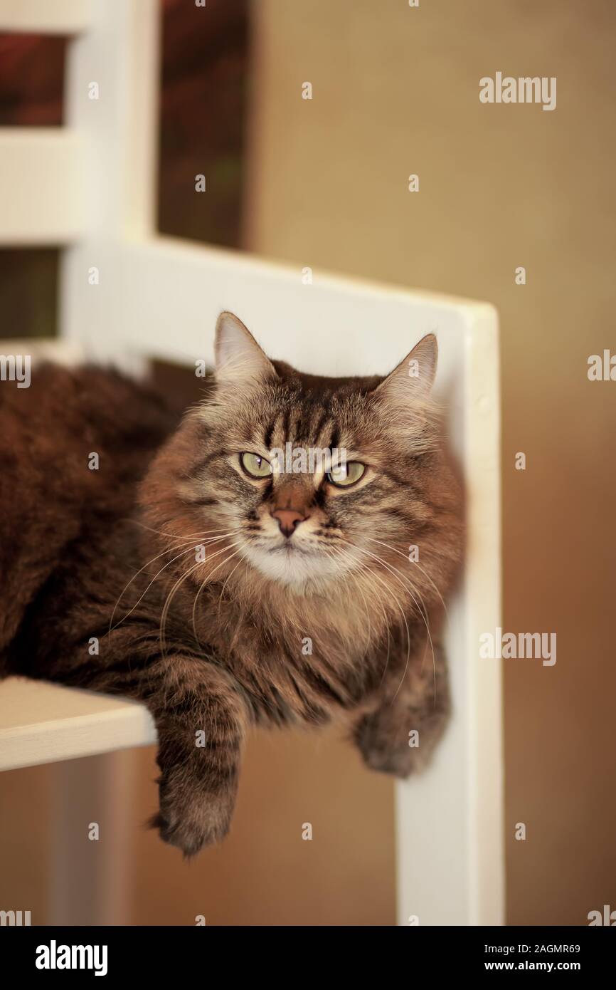 Beautiful fluffy brown striped cat sitting on the chair Stock Photo - Alamy