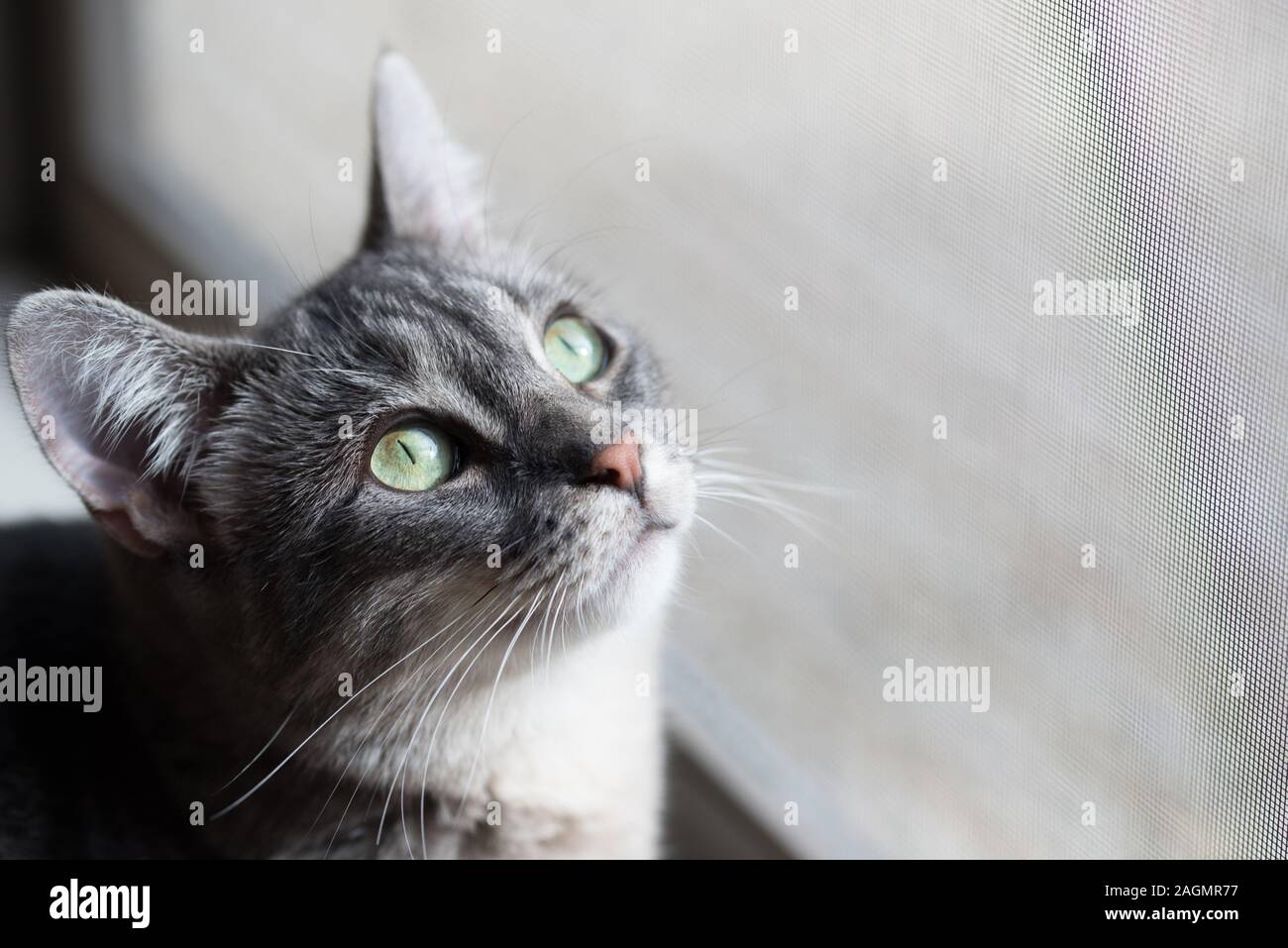 Cat Looking out a Window Screen Stock Photo - Alamy