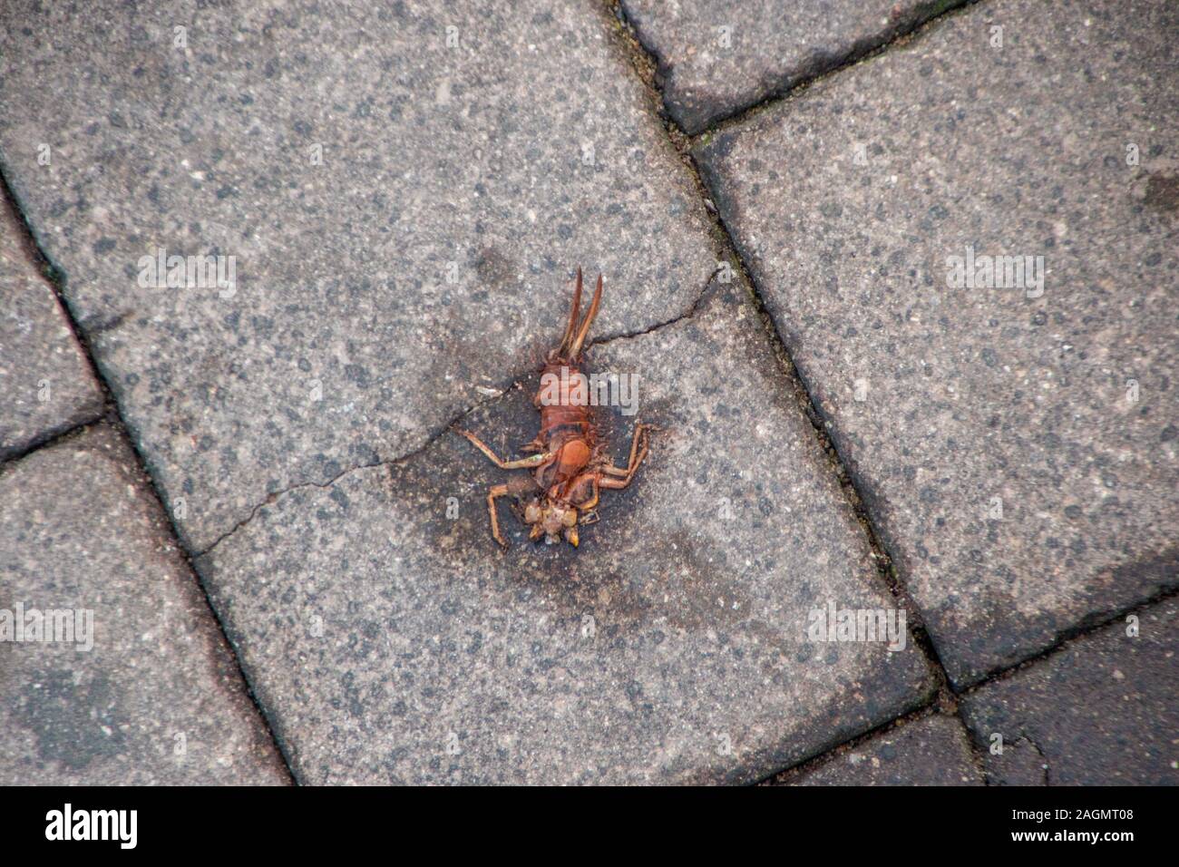 Squashed insect hi-res stock photography and images - Alamy