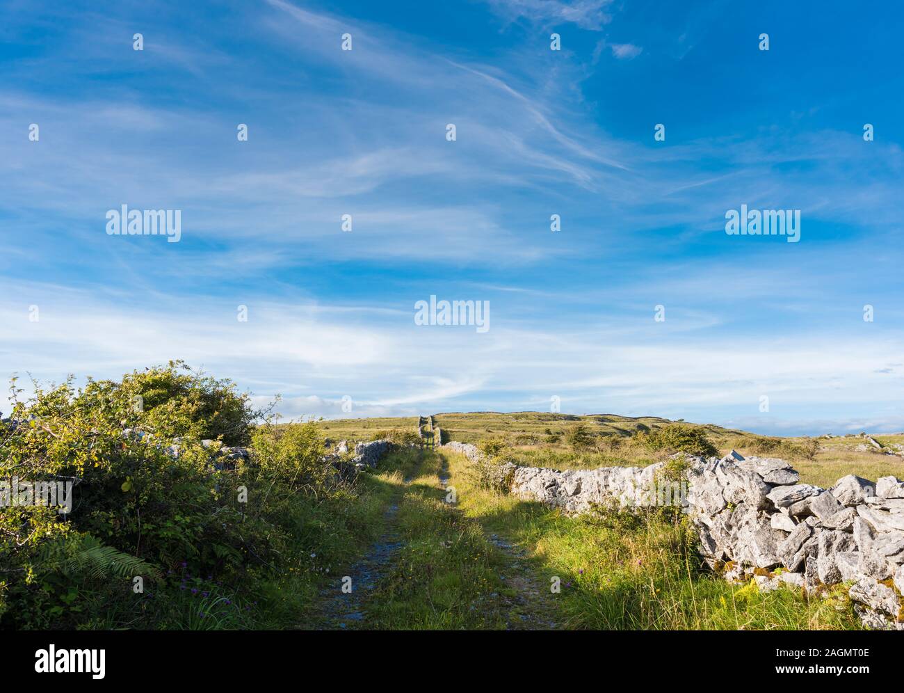 Stone walls and hedge with hawthorn bush at Glencolumbkille, the Burren ...