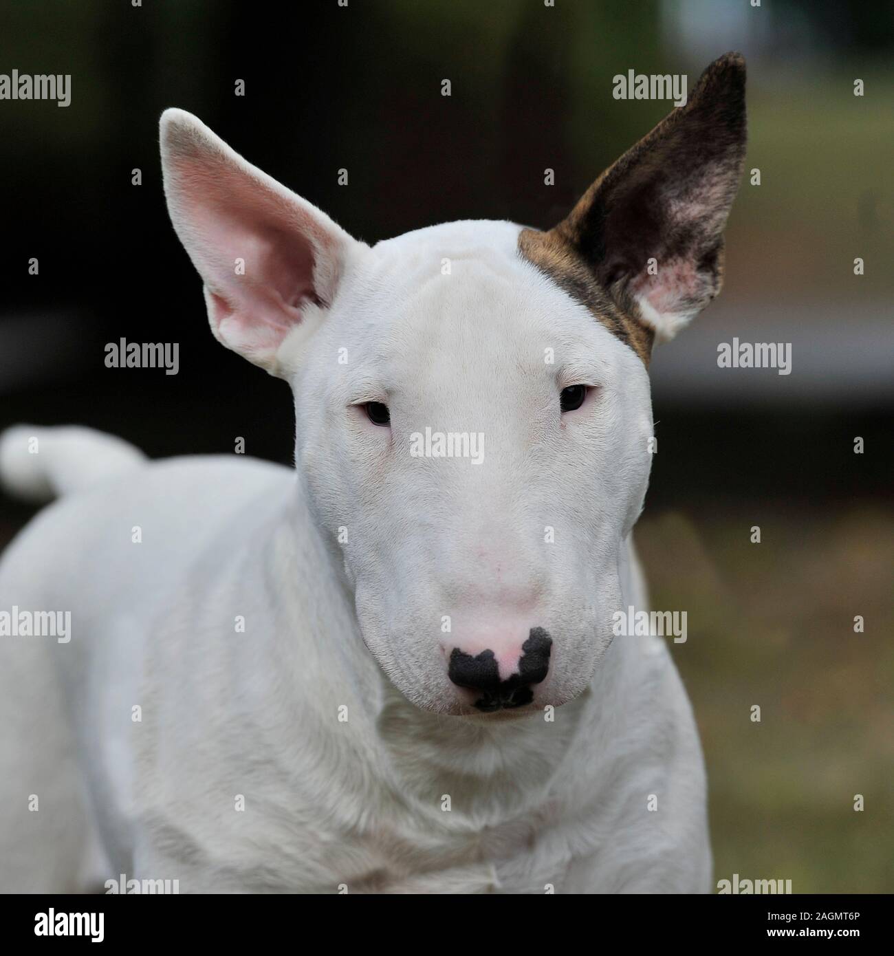 English bull terrier hi-res stock photography and images - Alamy