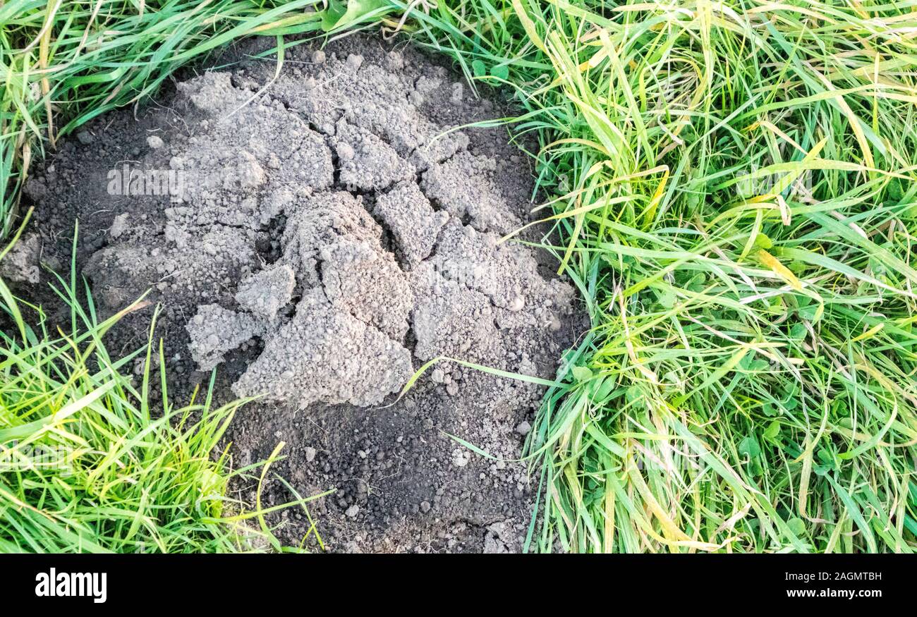 A mound that has been created by what some see as a cute animal and ...