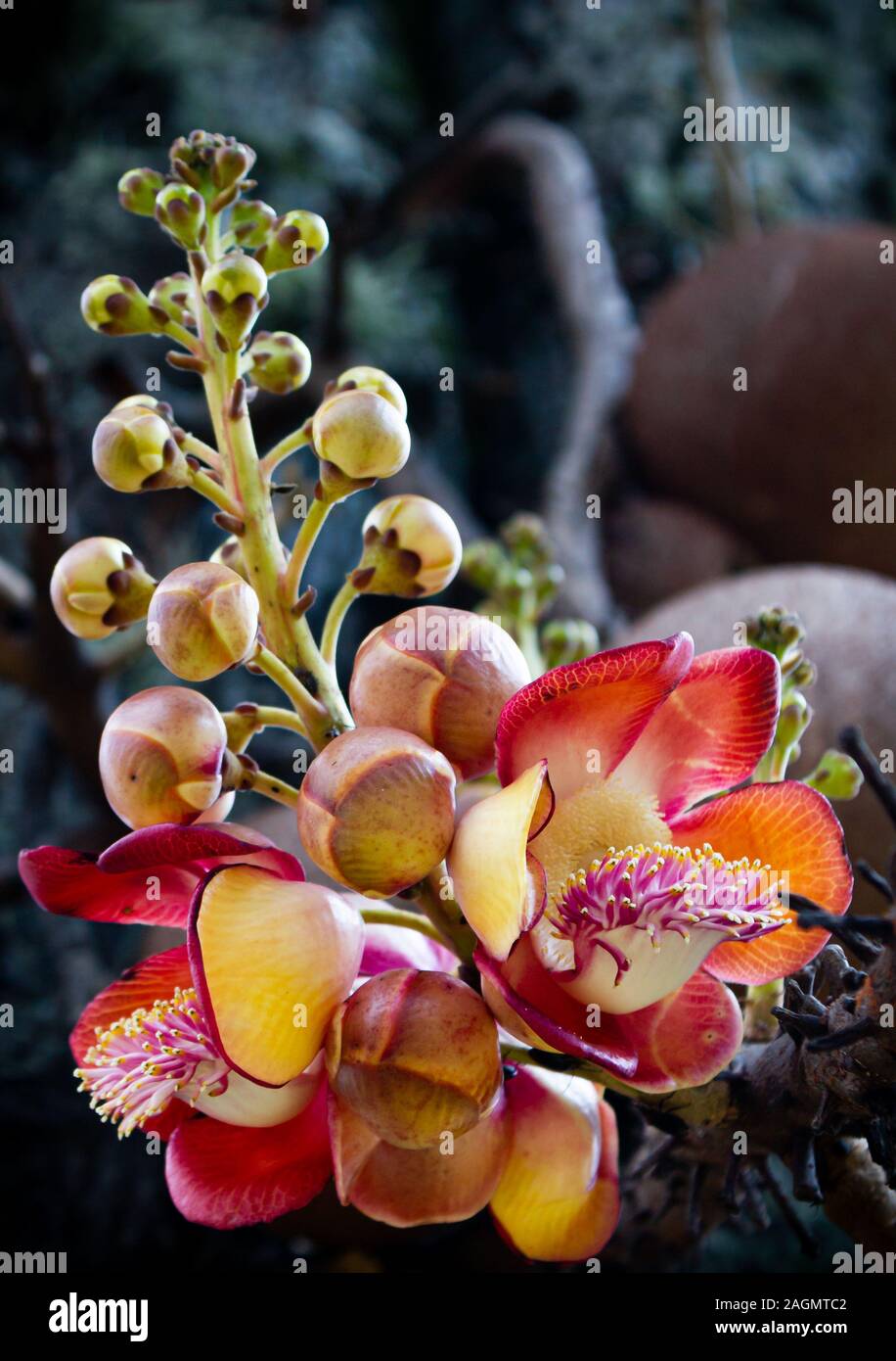 Ayahuma flower or cannonball tree (Couroupita guianensis) is a kind of ...