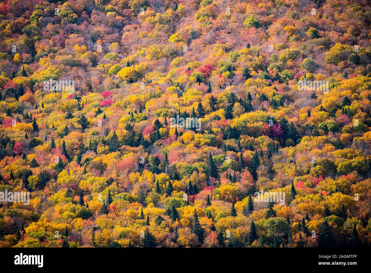Beautiful forest autumn colors hi-res stock photography and images - Alamy