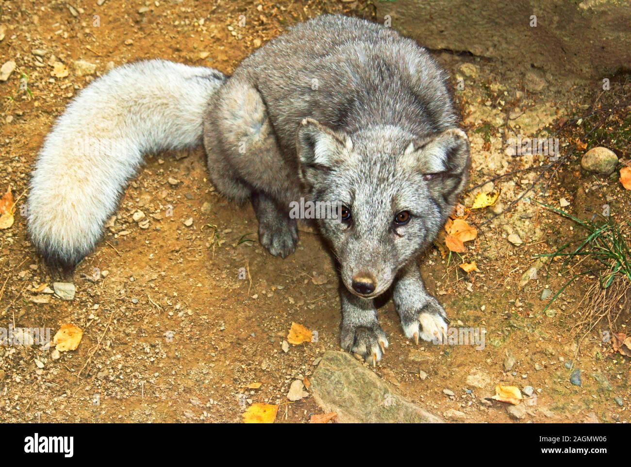 Arctic Fox 'Alopex lagopus. In zoo. South-west France Stock Photo - Alamy