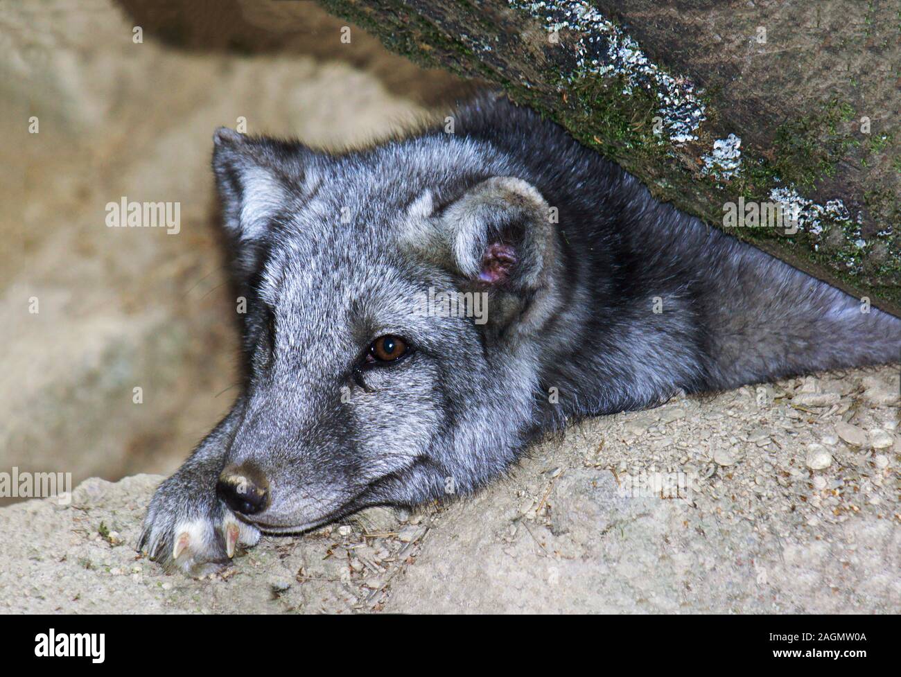 Arctic Fox 'Alopex lagopus. In zoo. South-west France Stock Photo - Alamy
