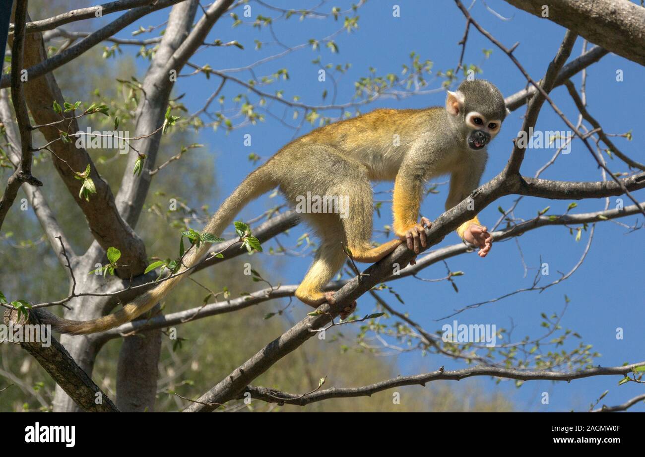 Canopy layer animal hi-res stock photography and images - Alamy