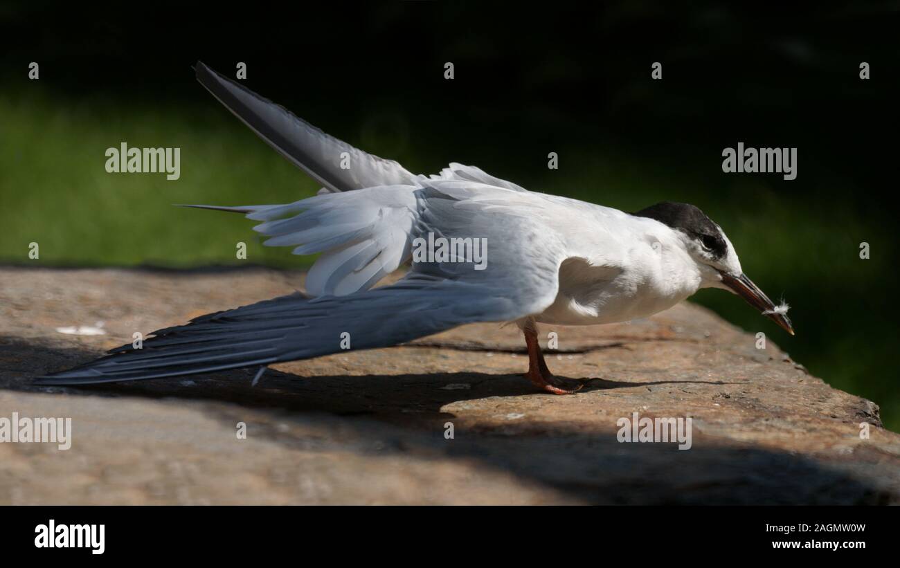 Common Tern 'Sterna hirundo' Adult wing stretching.North-east England ...