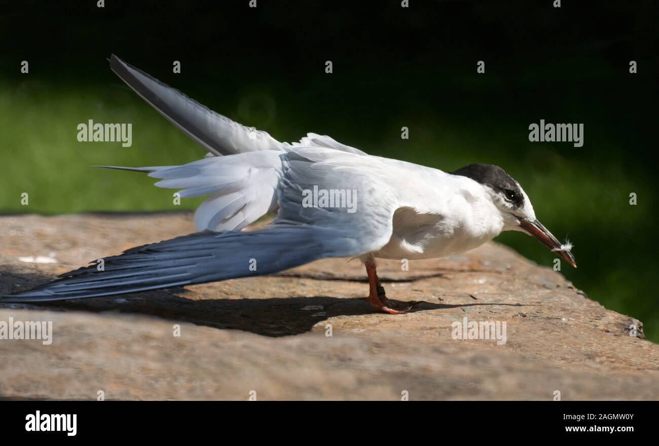 Terns of the palaearctic realm hi-res stock photography and images - Alamy