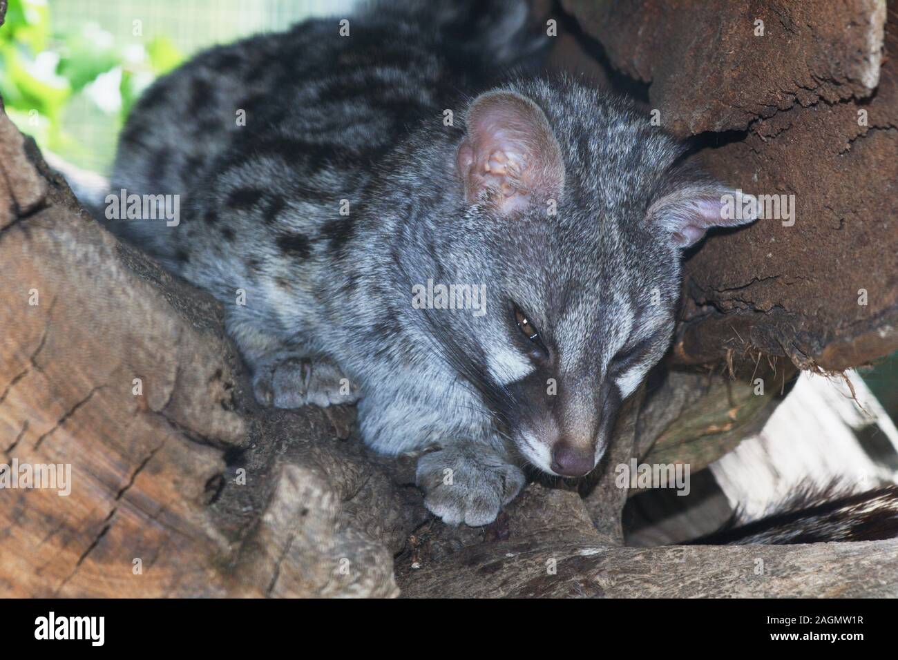 Miocene animals hi-res stock photography and images - Alamy