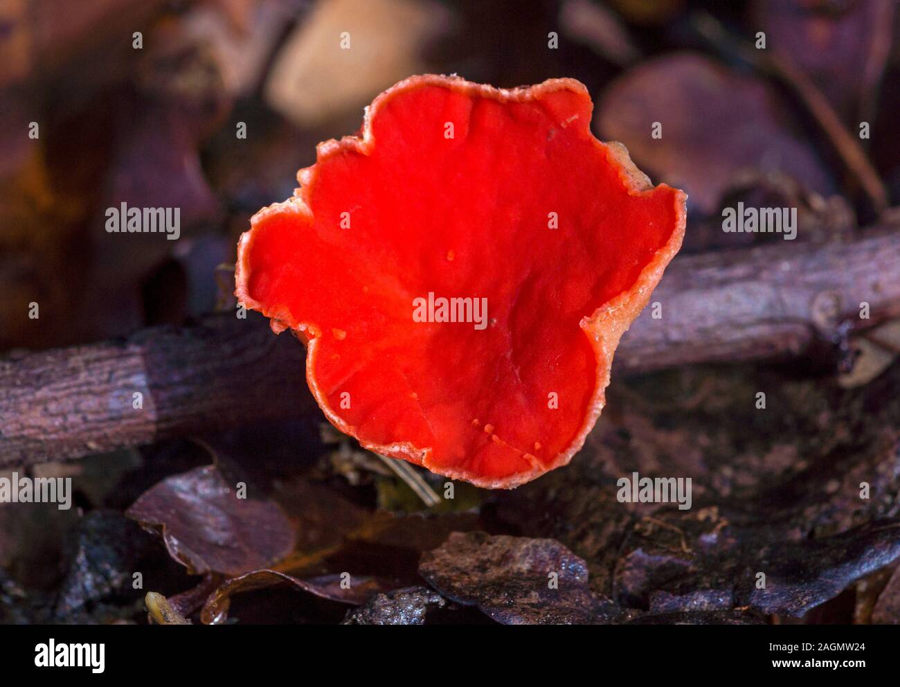 Sacrcoscyphaceae hi-res stock photography and images - Alamy