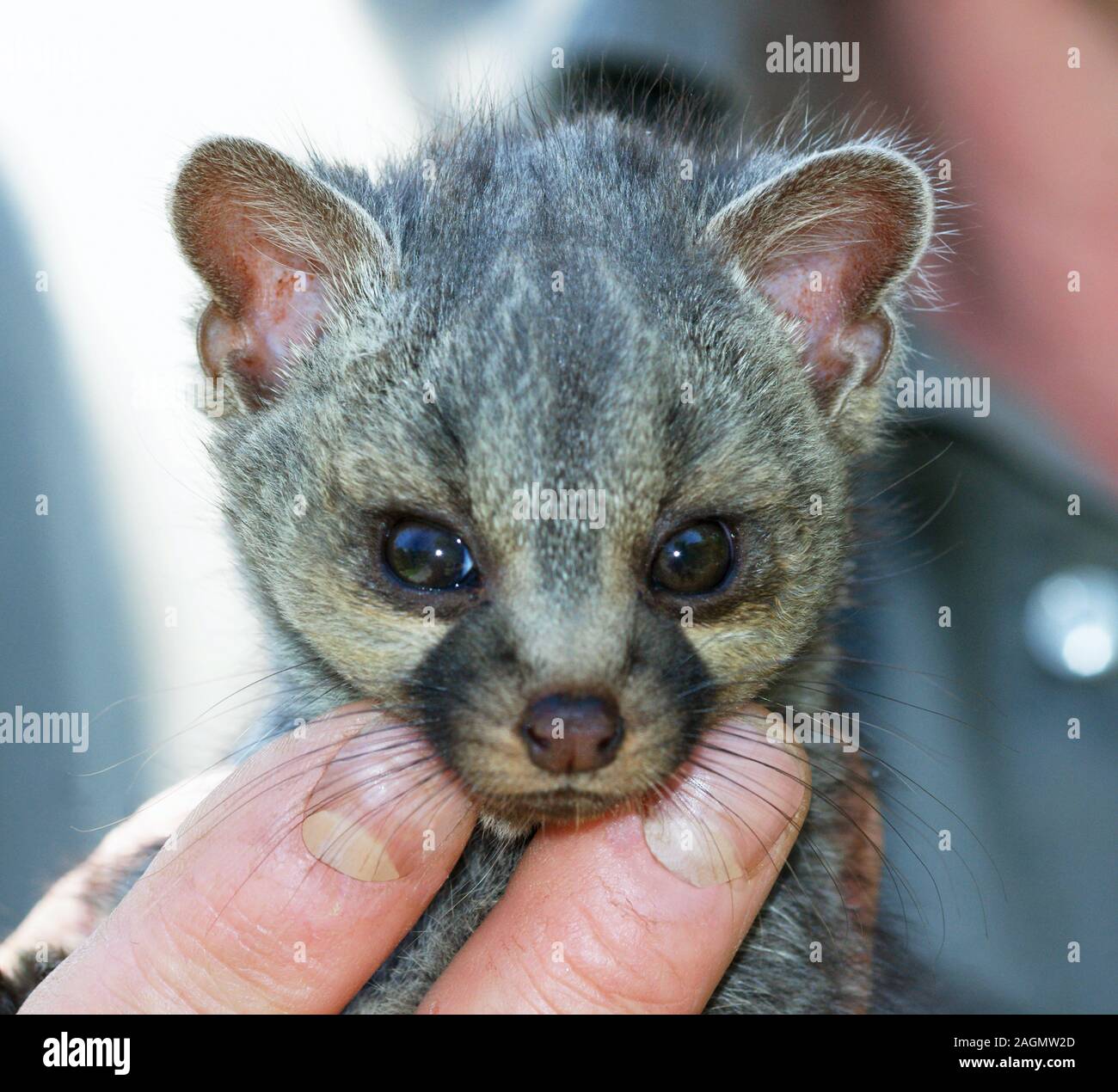 Genet 'Genetta genetta' A young kitten ( 3 weeks old) which was being ...