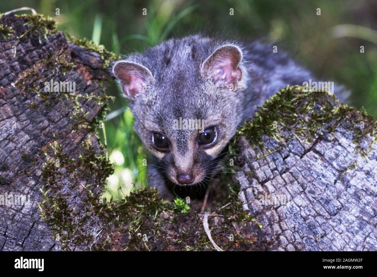 Genet 'Genetta genetta' A young kitten ( 3 weeks old) which was being ...