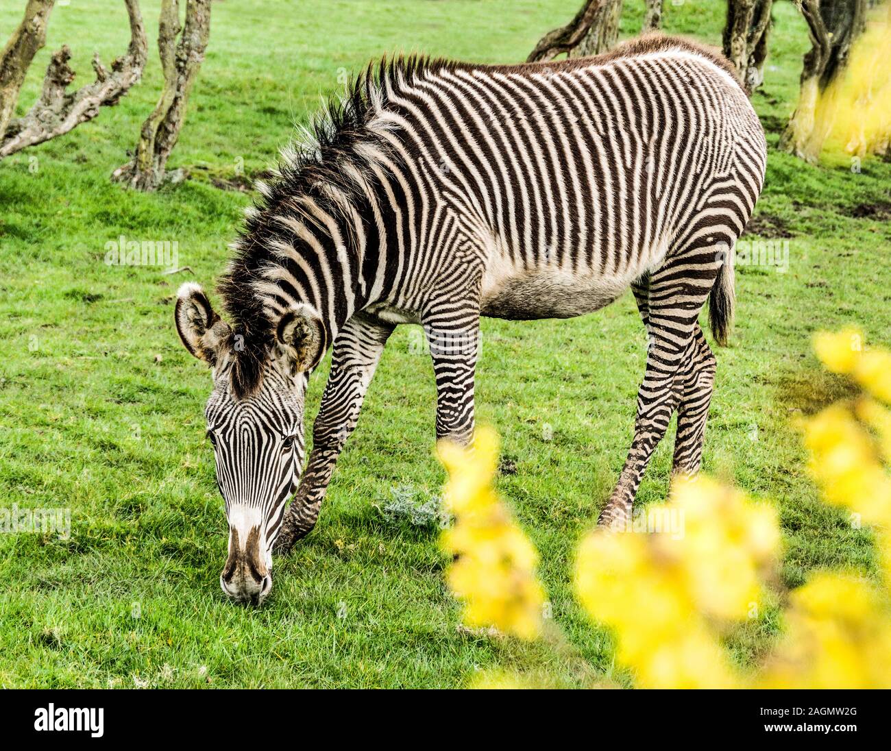 Zoo chester zebra hi-res stock photography and images - Alamy