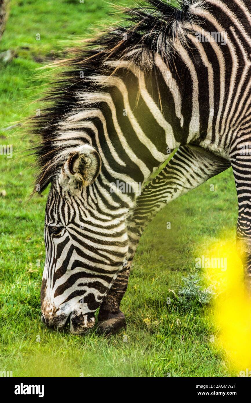 Grevy's Zebra 'Equus grevyi' Adult animal in captivity at Chester Zoo ...