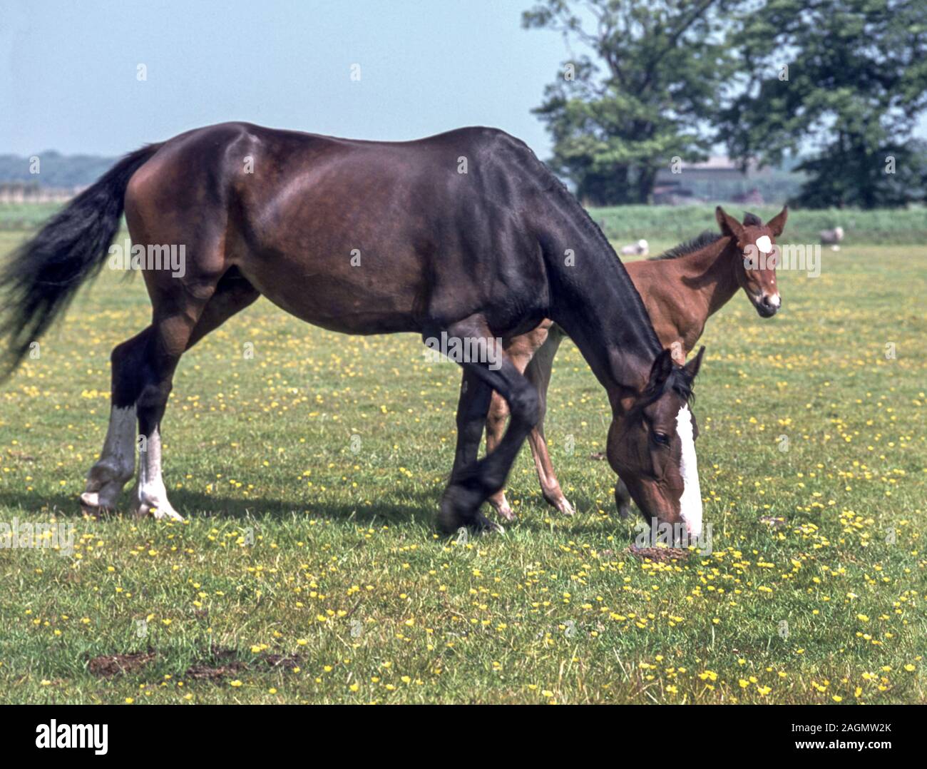 Horse 'Domestic' in field with foal.Early spring in Nottinghamshire ...