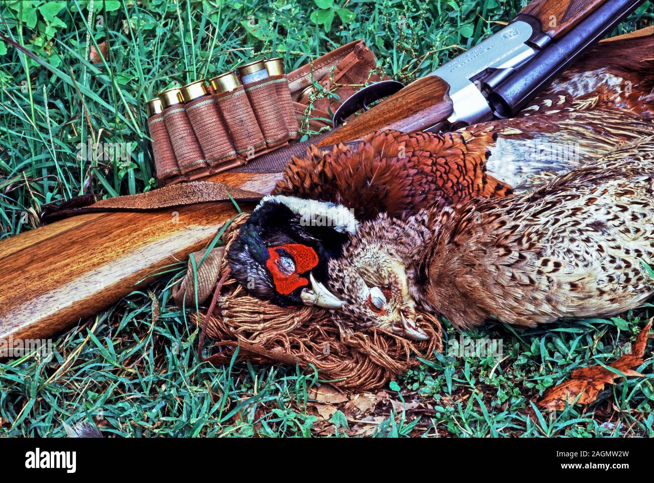 Dead female pheasant hi-res stock photography and images - Alamy