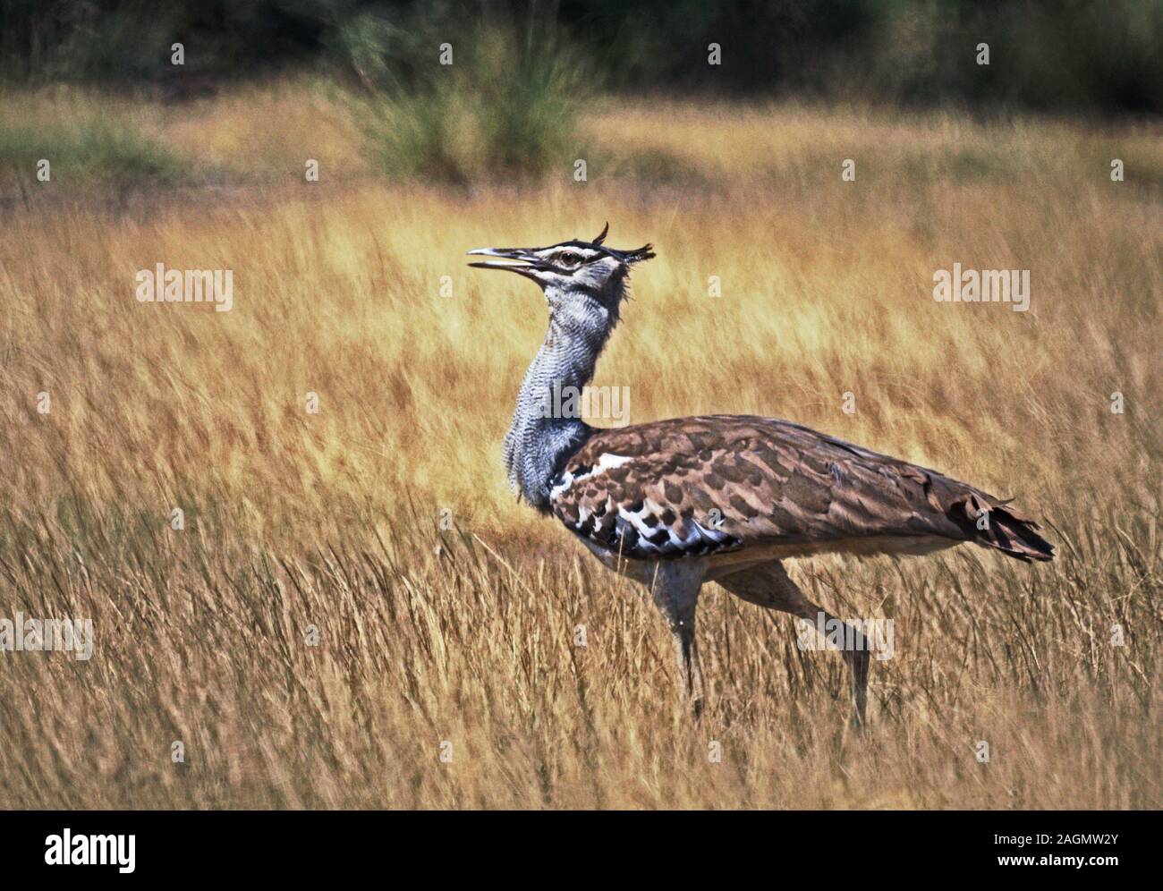 Kori Bustard 'Ardeotis kori' Adult .Photographed in central Ethiopia ...