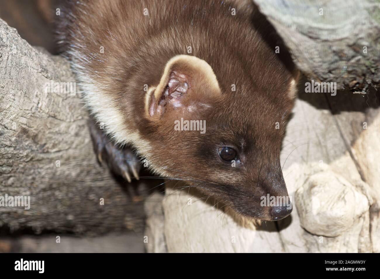 Pine marten photographs hi-res stock photography and images - Alamy