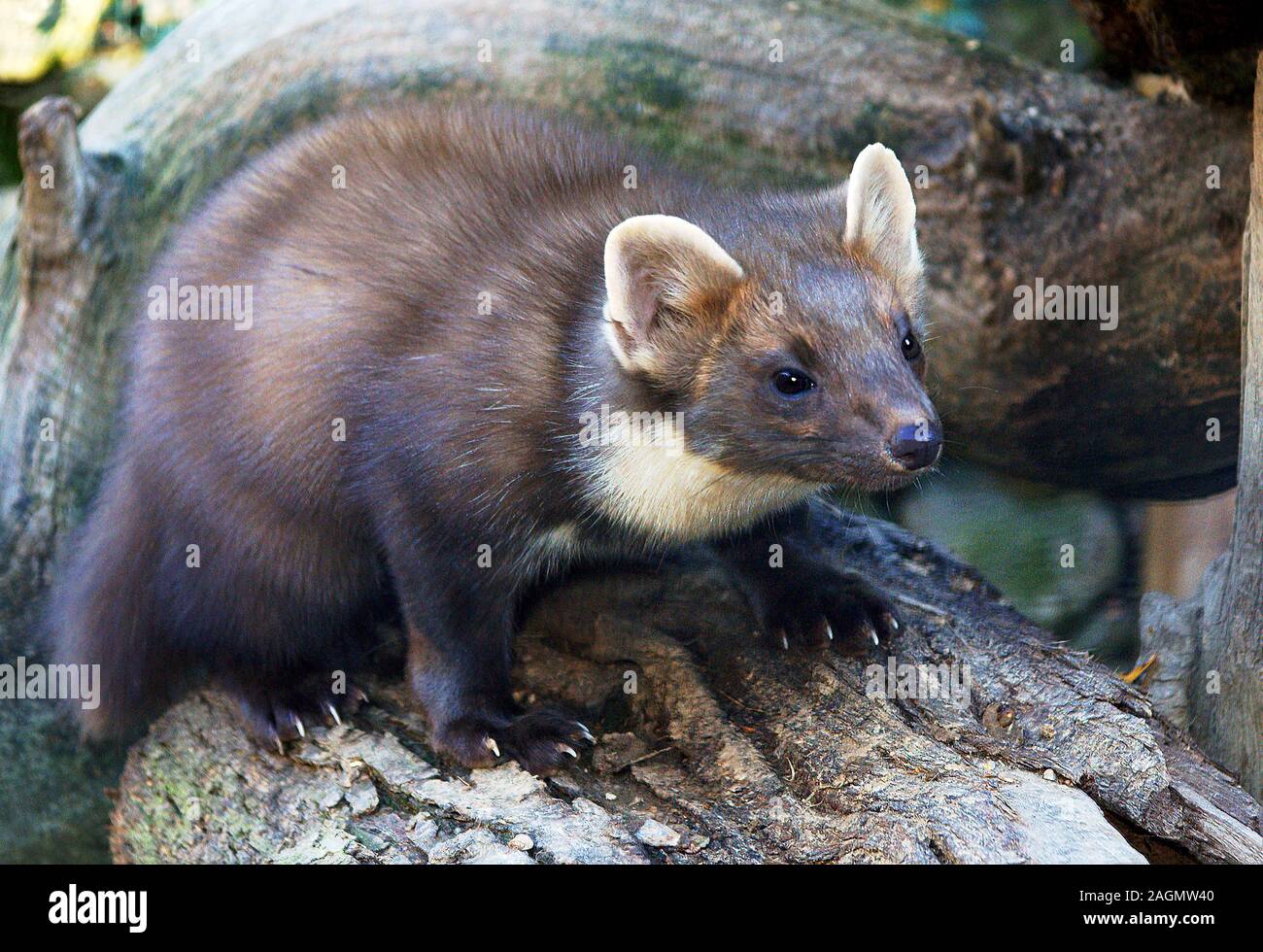 Zoo magazines hi-res stock photography and images - Alamy