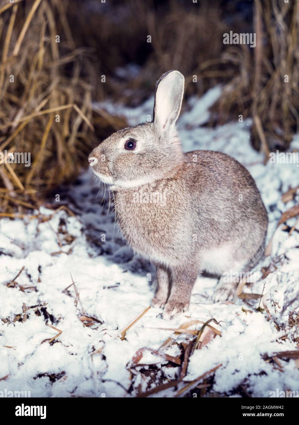 Rabbit images hi-res stock photography and images - Alamy