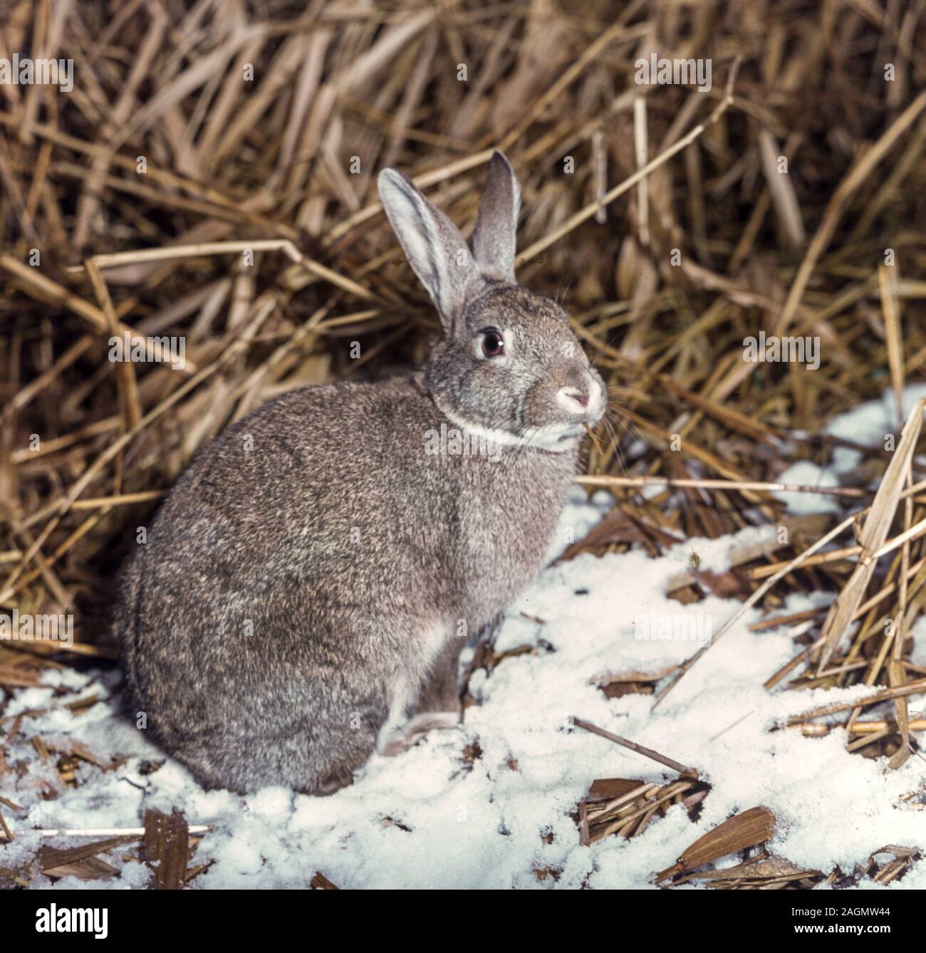 Rabbit images hi-res stock photography and images - Alamy
