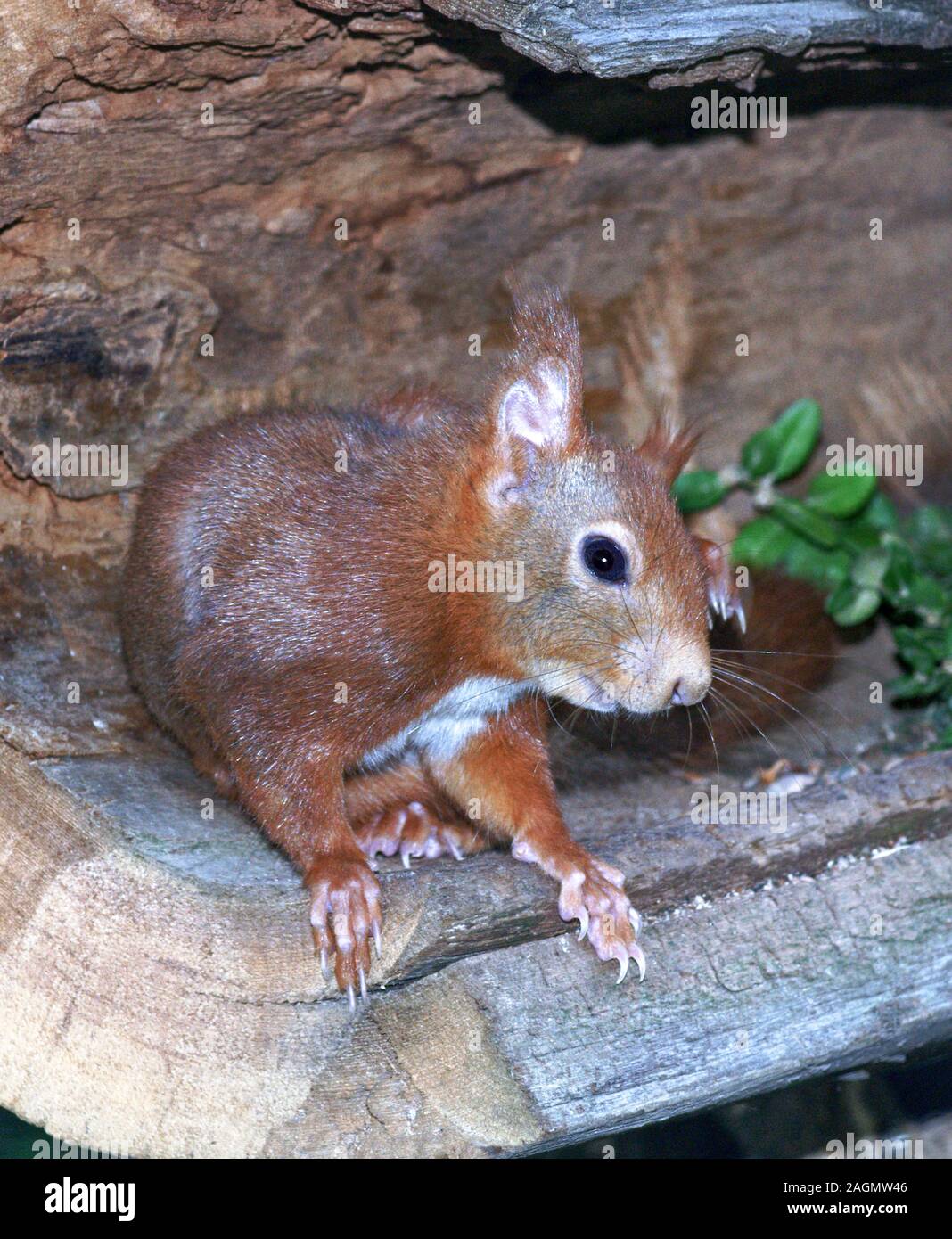 Animal calendar images hi-res stock photography and images - Alamy