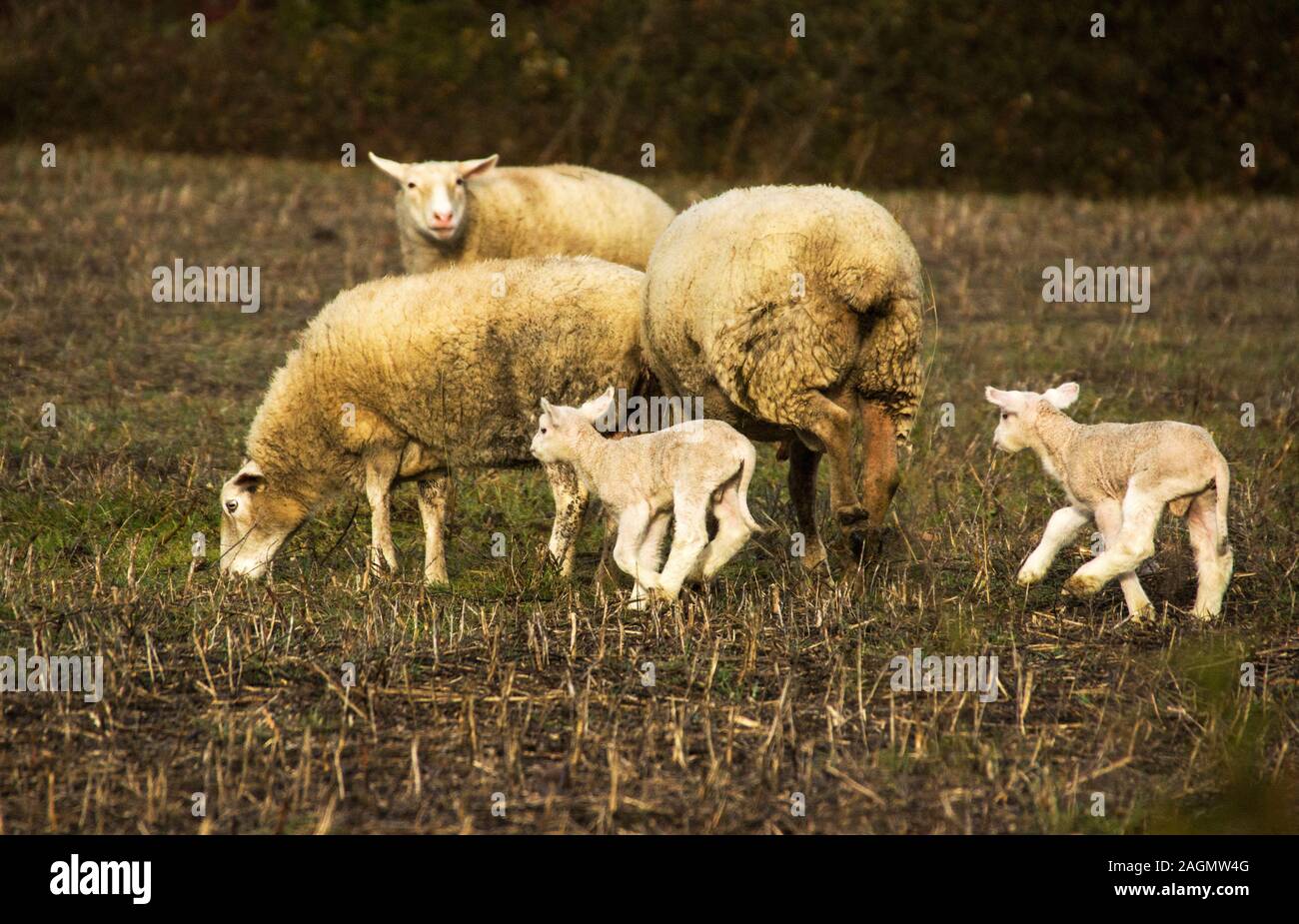 Sheep with lambs .Hautes-Pyrenees.South-west France Stock Photo - Alamy