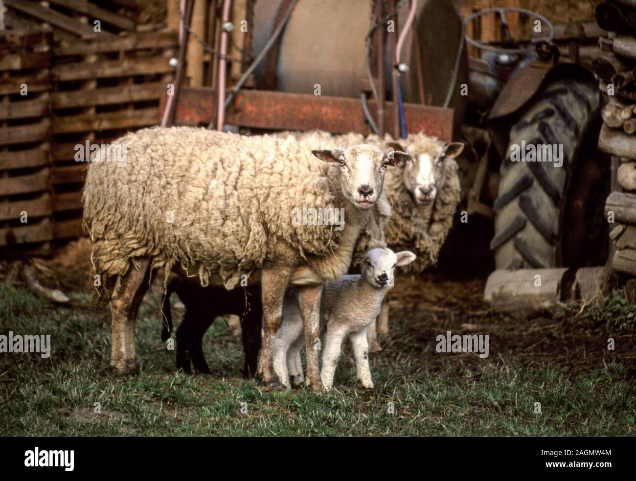 Sheep with lambs .Hautes-Pyrenees.South-west France Stock Photo - Alamy