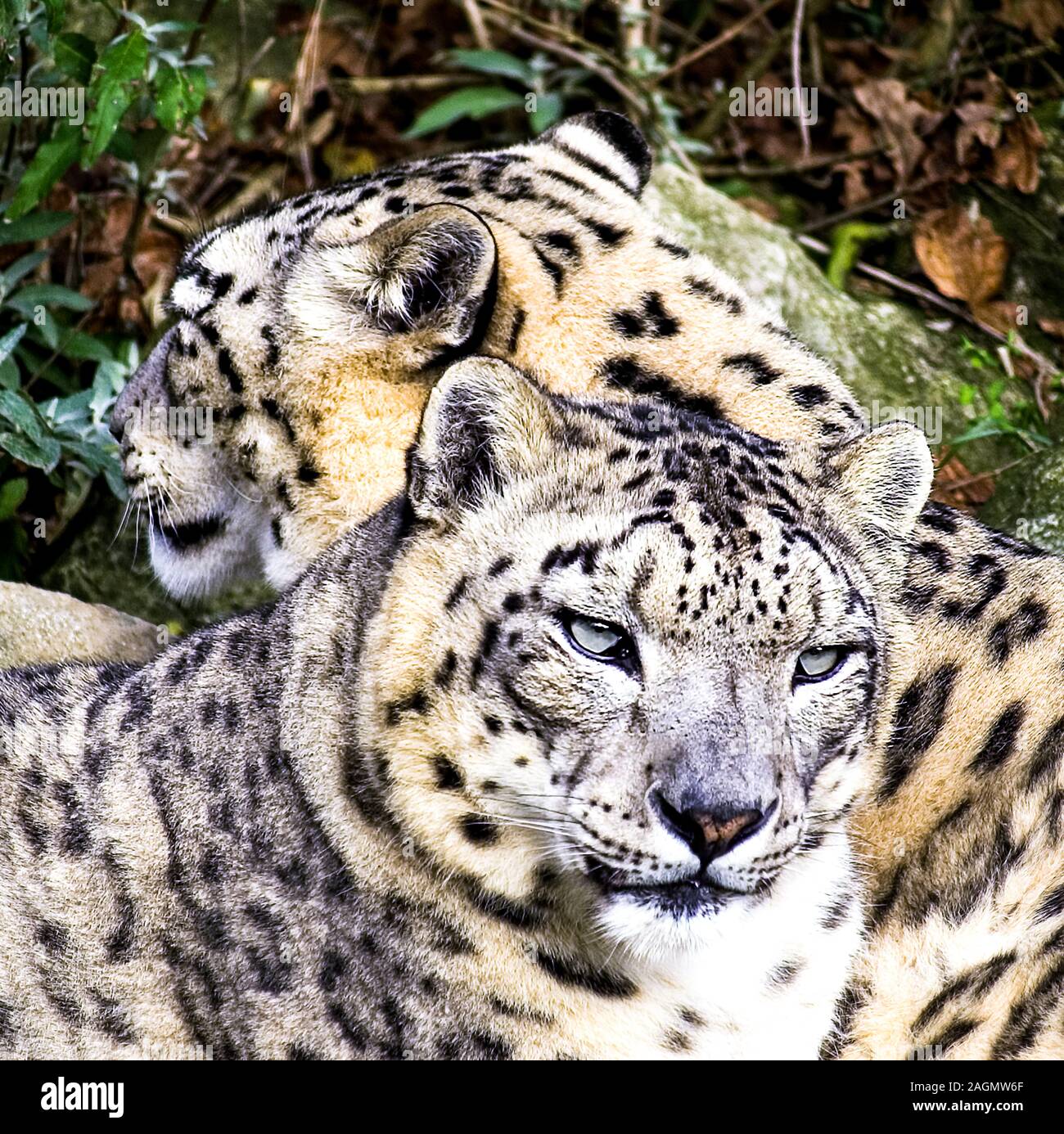 Zoo magazines hi-res stock photography and images - Alamy