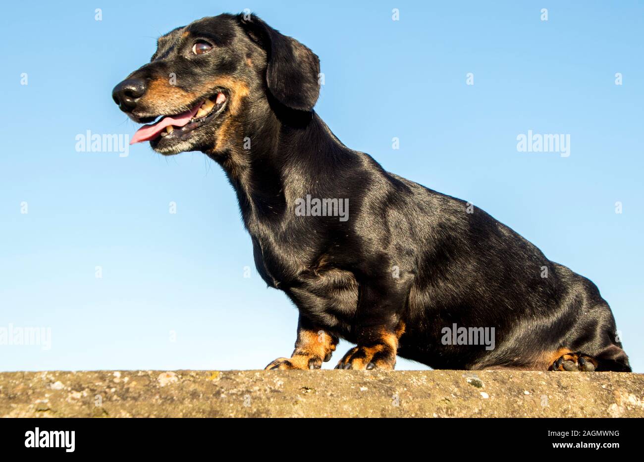 A Miniature Dachshund profile image of it's head only, against a clear ...