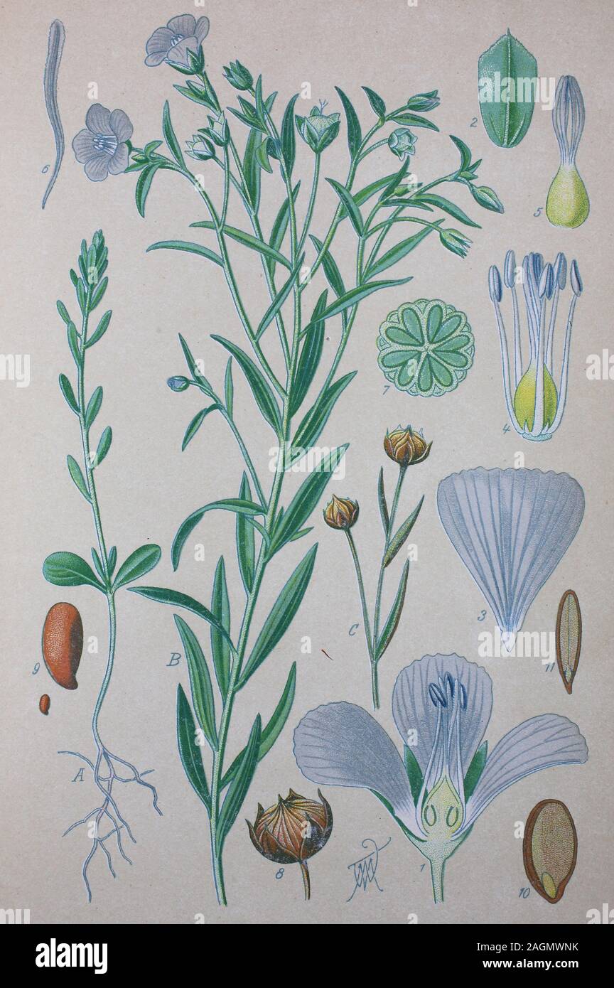 Gattung lein linum hi-res stock photography and images - Alamy