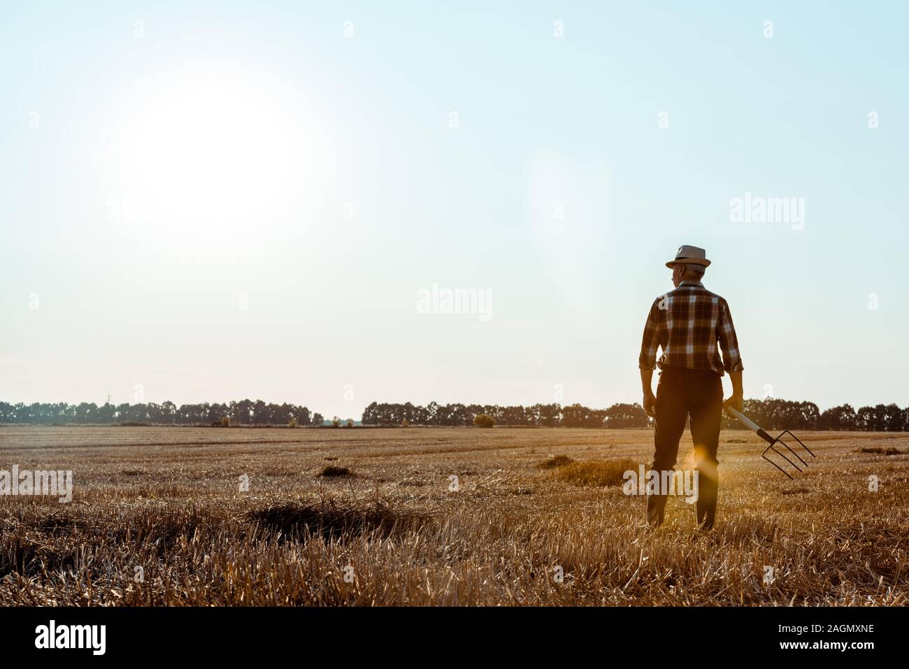 back view of senior man holding rake in wheat field Stock Photo - Alamy
