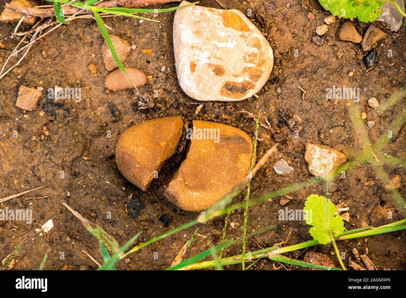 A large pebble split in 2 but still located together Stock Photo - Alamy