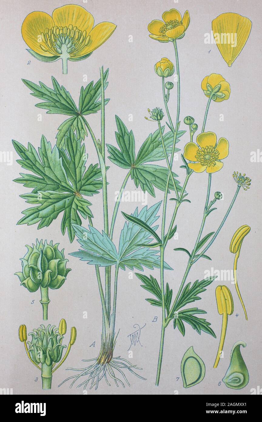 Digital improved high quality reproduction: Ranunculus acris is a ...