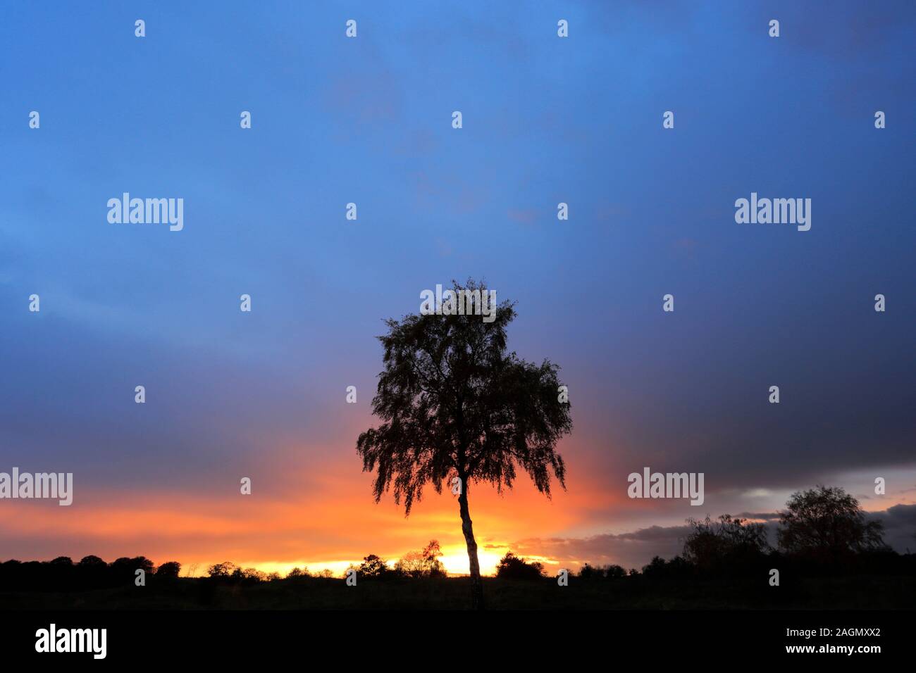 Sunset over a tree at Hills an Holes nature reserve, Barnack village ...