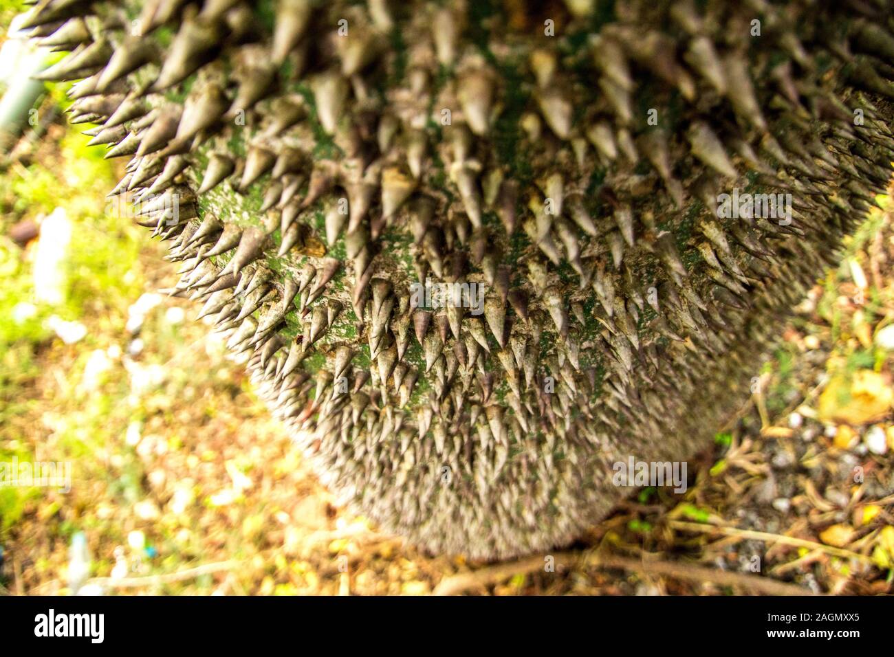 A very strange and ugly looking tree, a floss-silk tree Stock Photo - Alamy