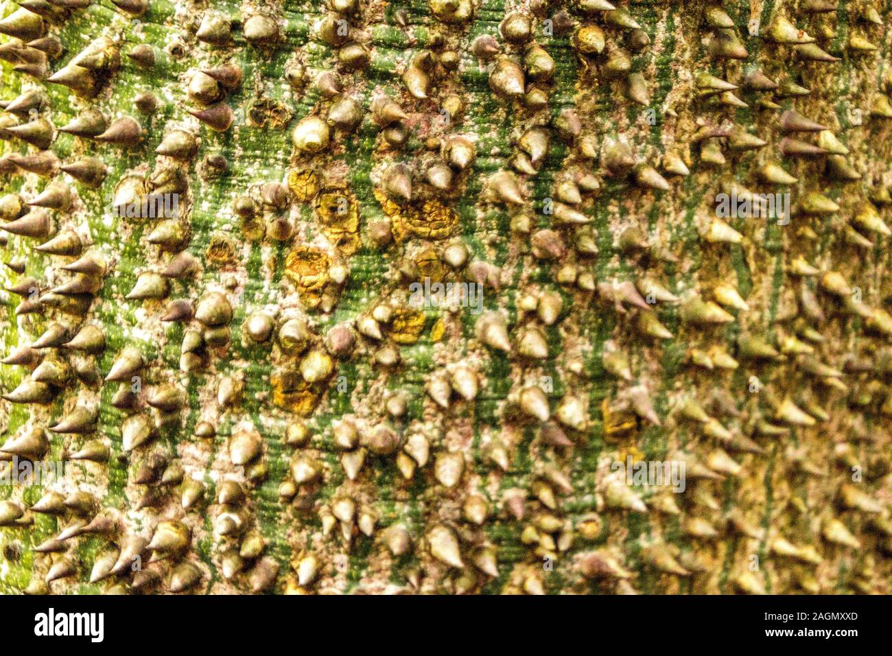 A very strange and ugly looking tree, a floss-silk tree Stock Photo - Alamy