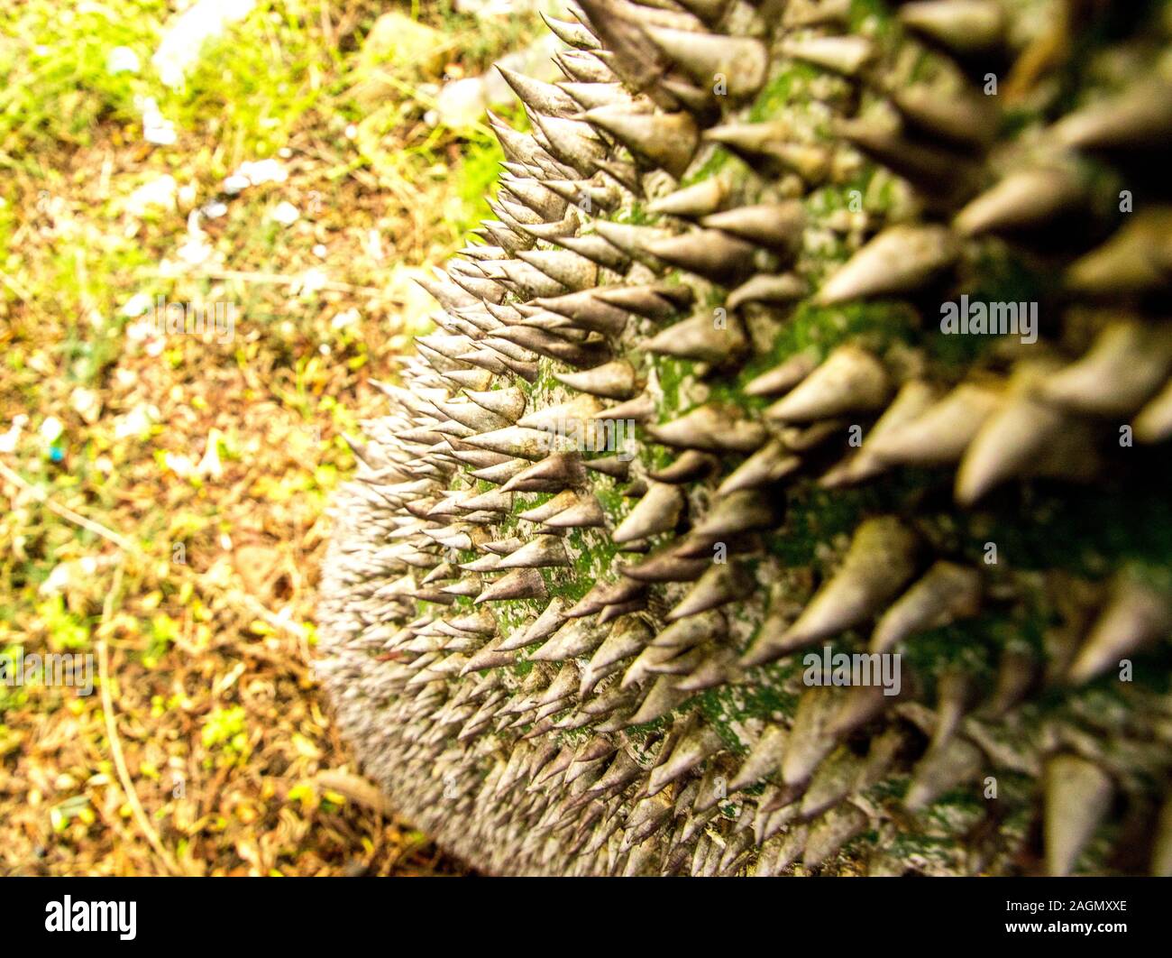 A very strange and ugly looking tree, a floss-silk tree Stock Photo - Alamy