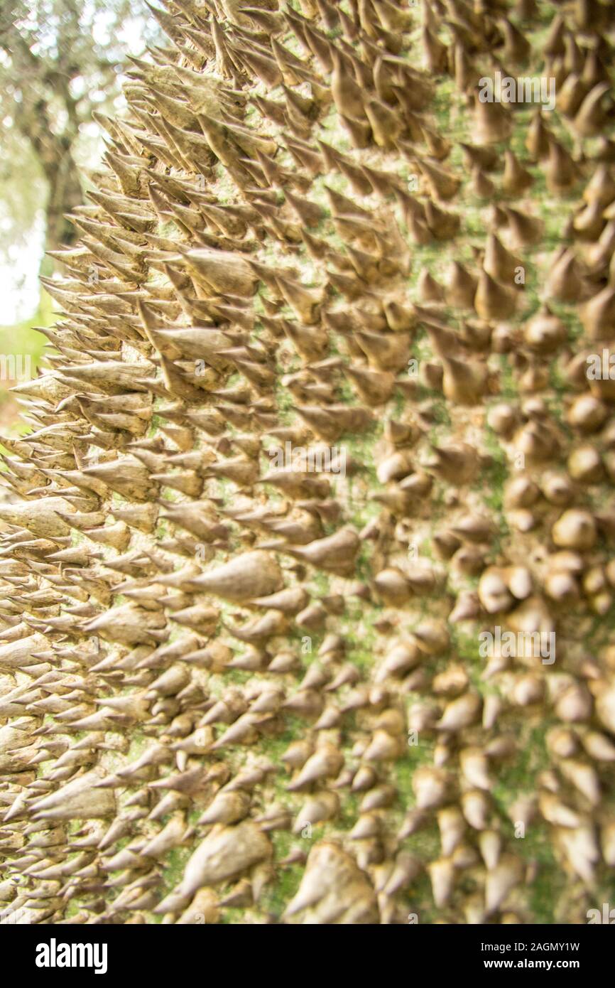 A very strange and ugly looking tree, a floss-silk tree Stock Photo - Alamy