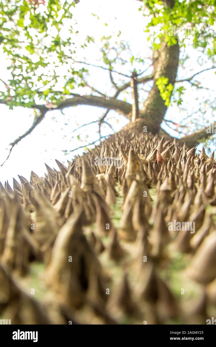 A very strange and ugly looking tree, a floss-silk tree Stock Photo - Alamy