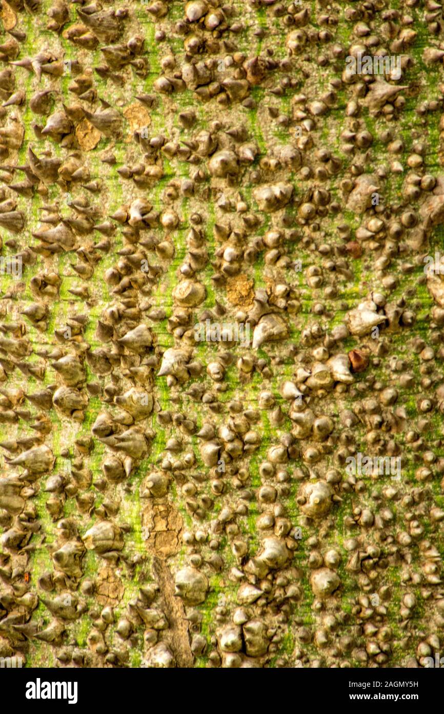 A very strange and ugly looking tree, a floss-silk tree Stock Photo - Alamy