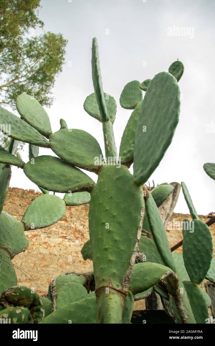 A view from the bottom upwards of a typical cactus, in Italy Stock ...