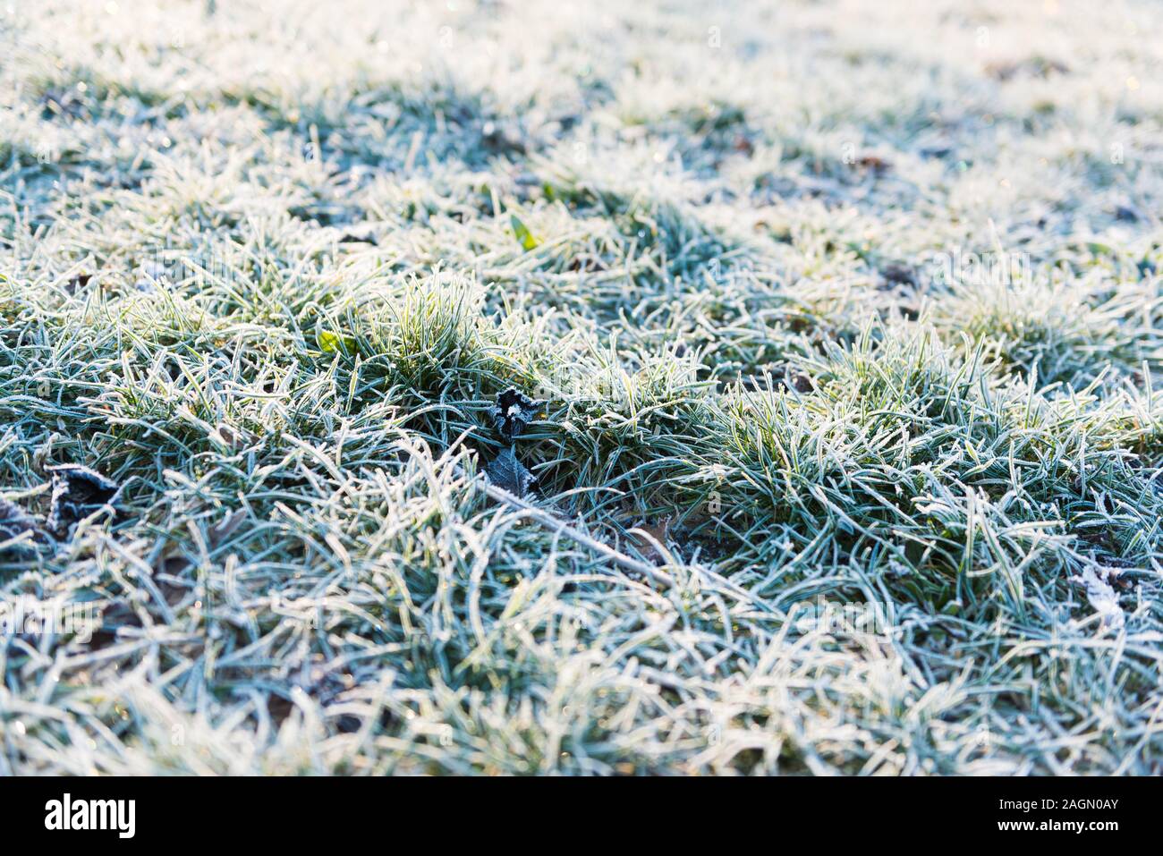 texture og grass covered with ice Stock Photo - Alamy