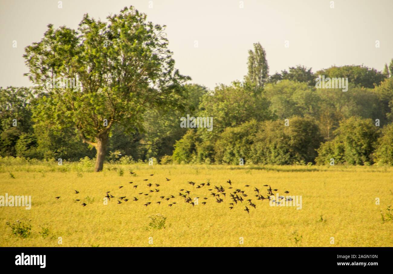 A flock of common British birds in a countryside field, in the United ...