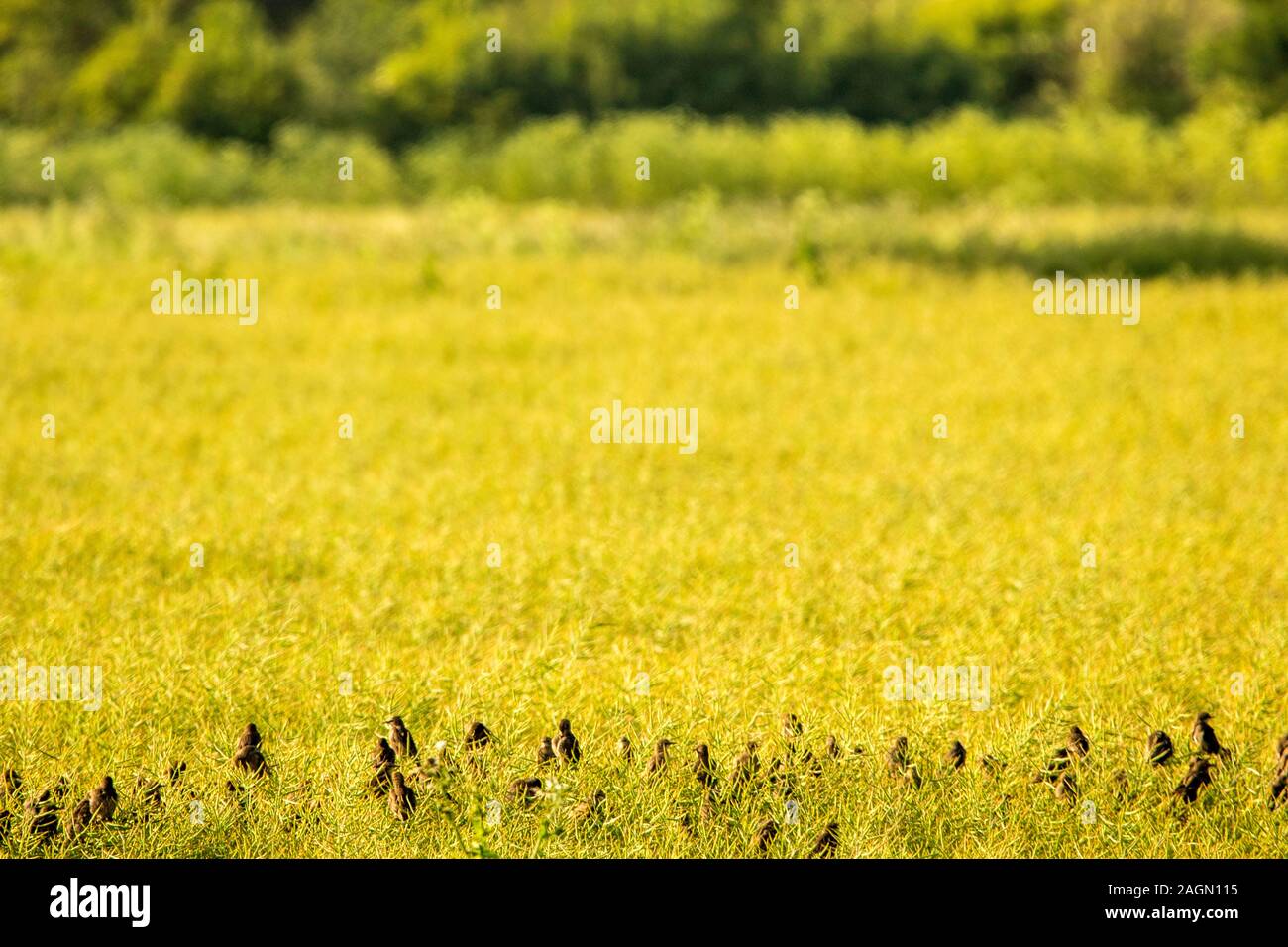 A flock of common British birds in a countryside field, in the United ...